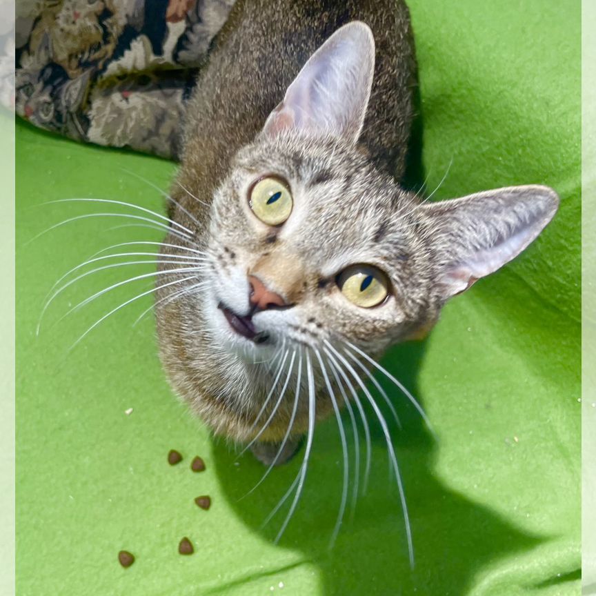 Взрослая, кошка в добрые руки