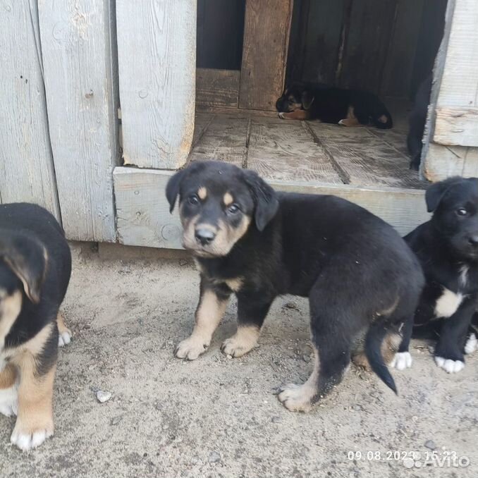 Щенки-малыши на пристройство