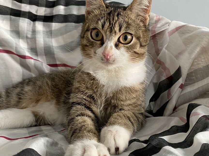 Коты в добрые руки