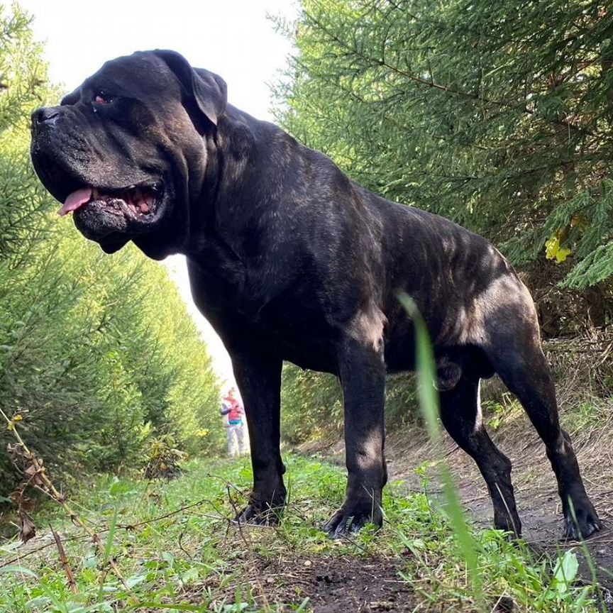 Кане корсо в добрые руки