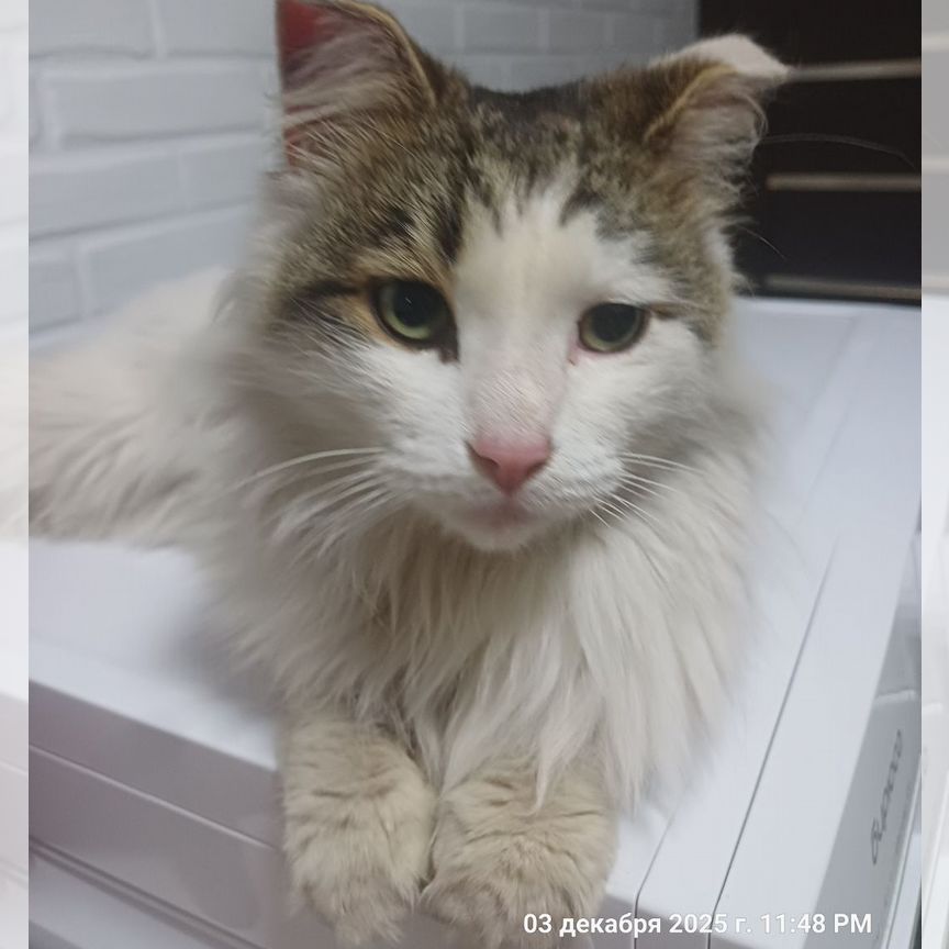 Сибирская кошка, взрослая