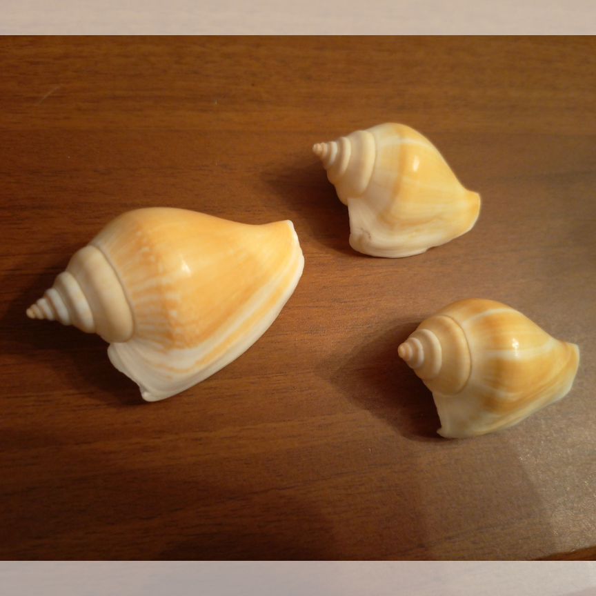 Ракушки. Cтромбуc Kанариум