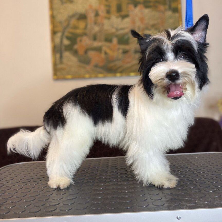 Бивер-йоркширский терьер, щенок