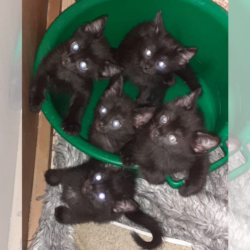 Котята в добрые руки бесплатно