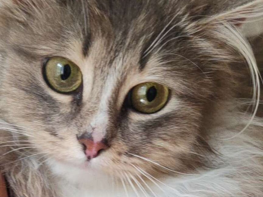 Сибирская пушинка молодая стерилизована