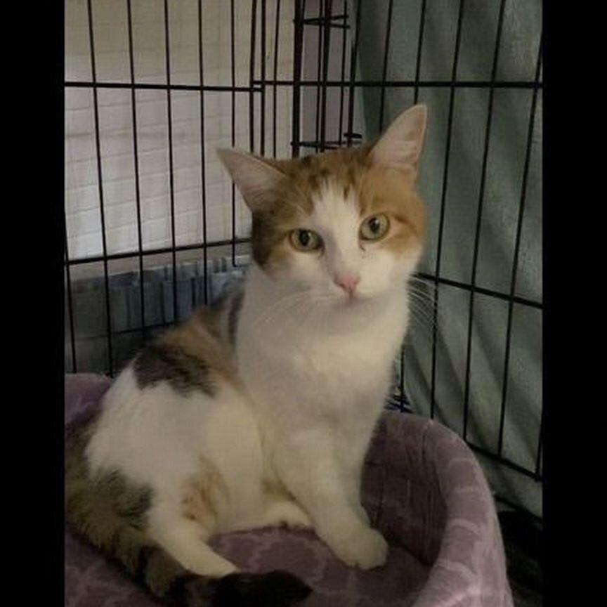 Кошка ищет дом