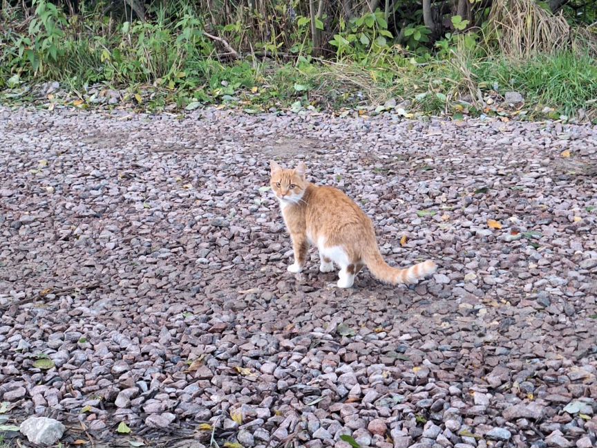 Кошка рыжая годовалая