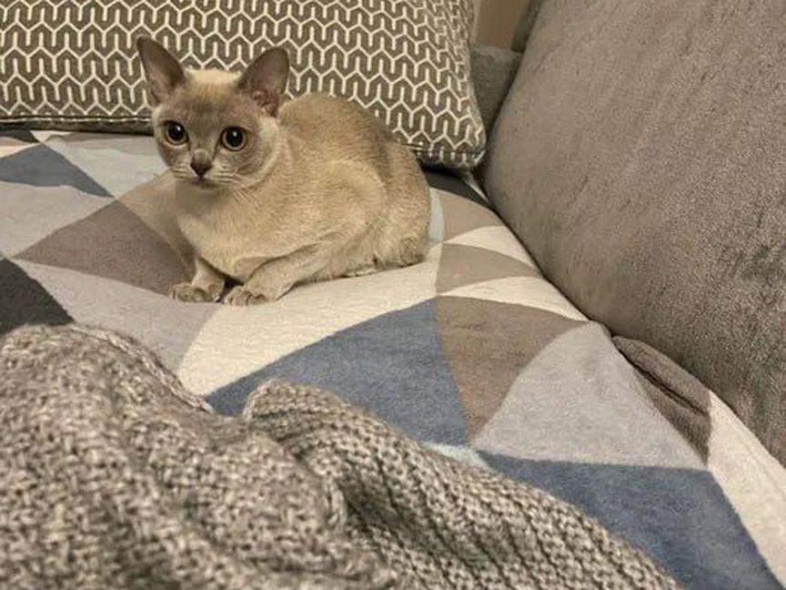 Гипоаллергенный котенок (бурма американская)