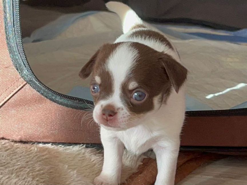 Чихуахуа мальчишка ищет лучших людей