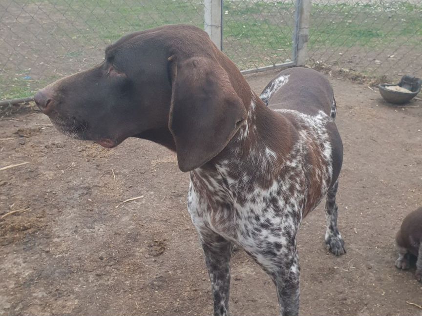 Щенки курцхаара