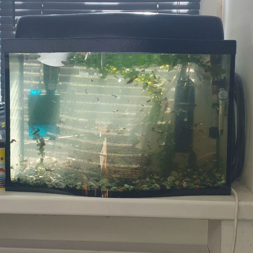 Аквариум с рыбками и с всеми оборудованиями