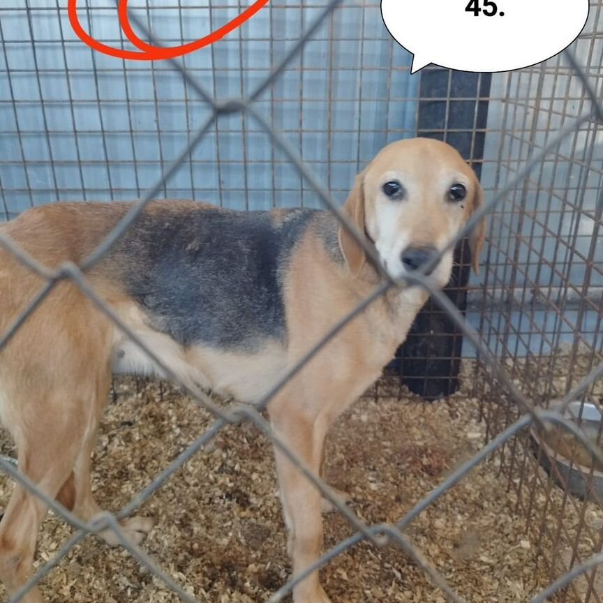 Собака