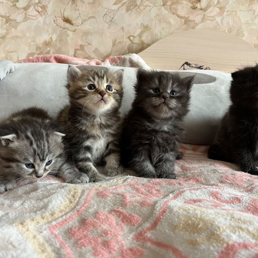 Курильский бобтейл