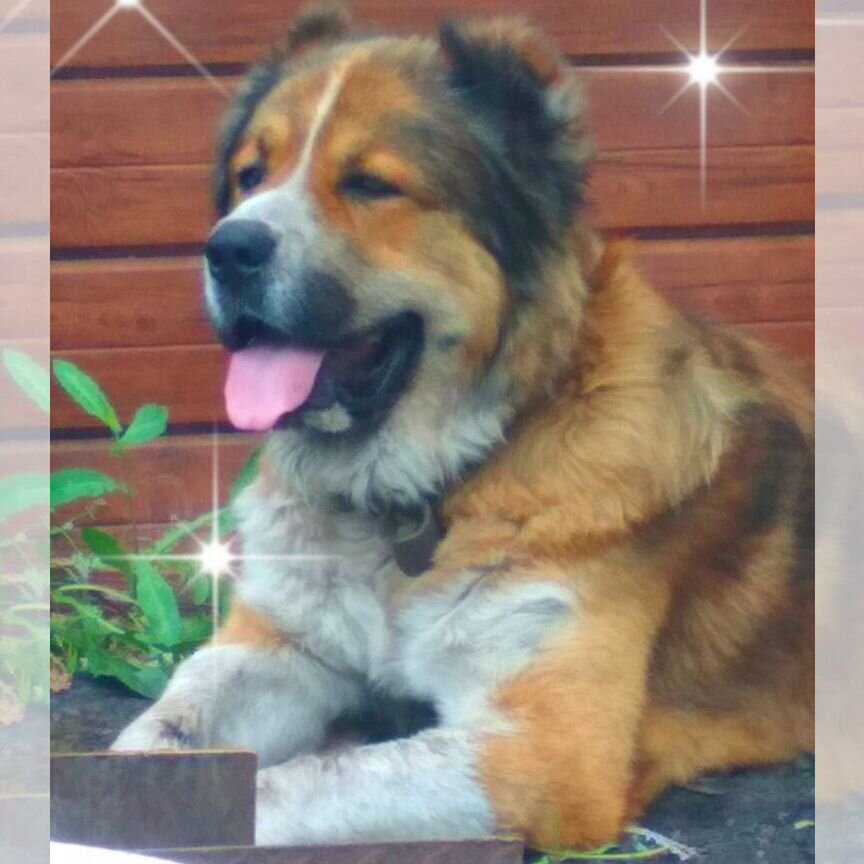 Продажа щенков