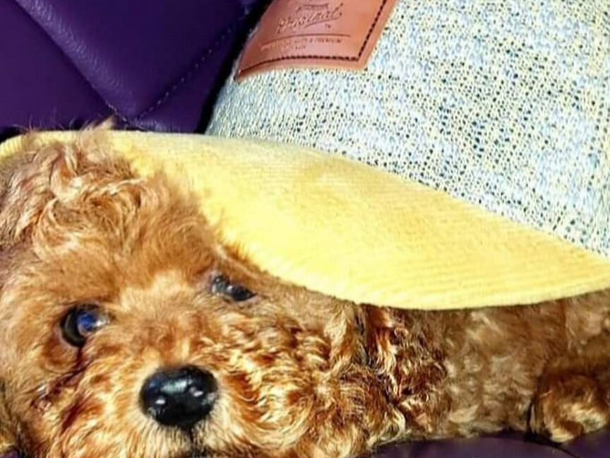 Малыш той пуделя