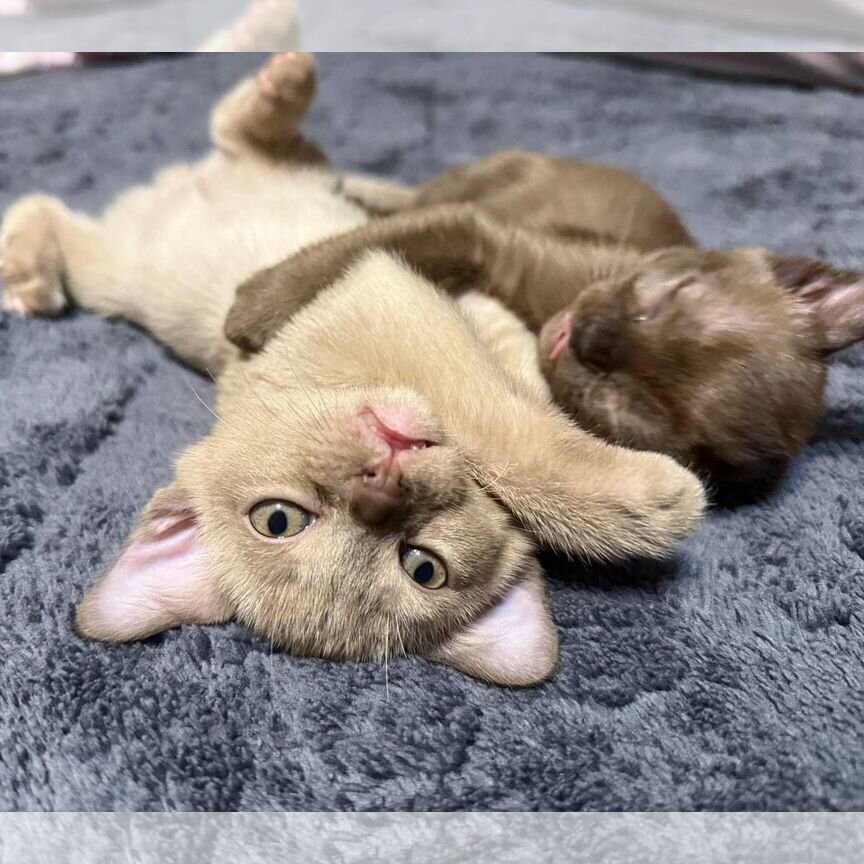 Европейский бурманский котёнок