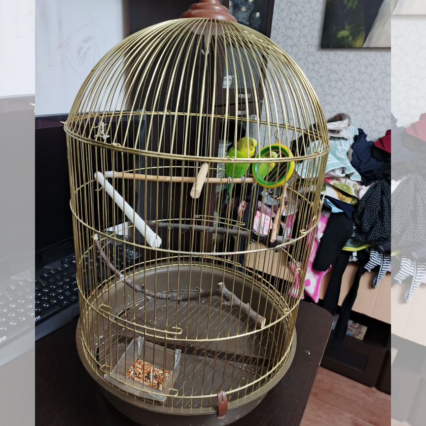 Волнистый попугай