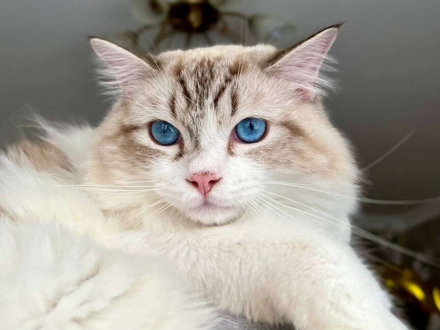 Котик рэгдолл 1 годик