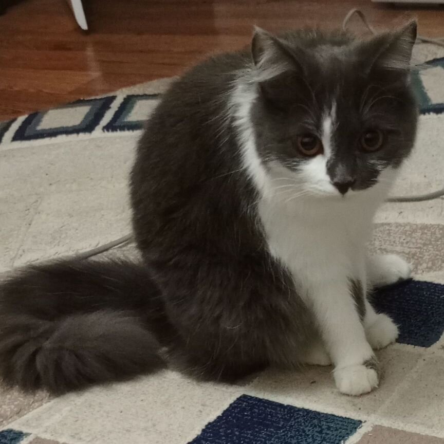 Шотландский вислоухий длинношёрстный котёнок