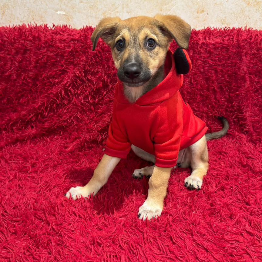 Щенок в добрые руки