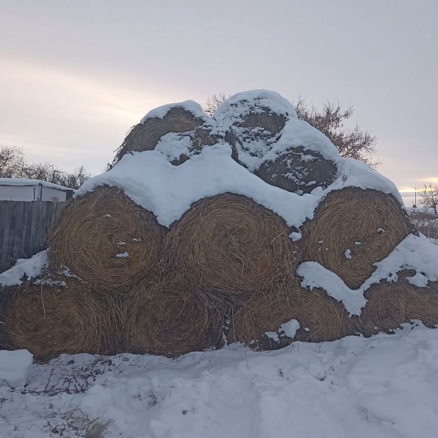 Сено в рулонах