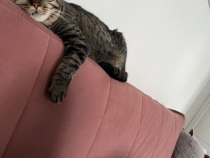 Домашняя кошка, стерилизованная,тихая и спокойная