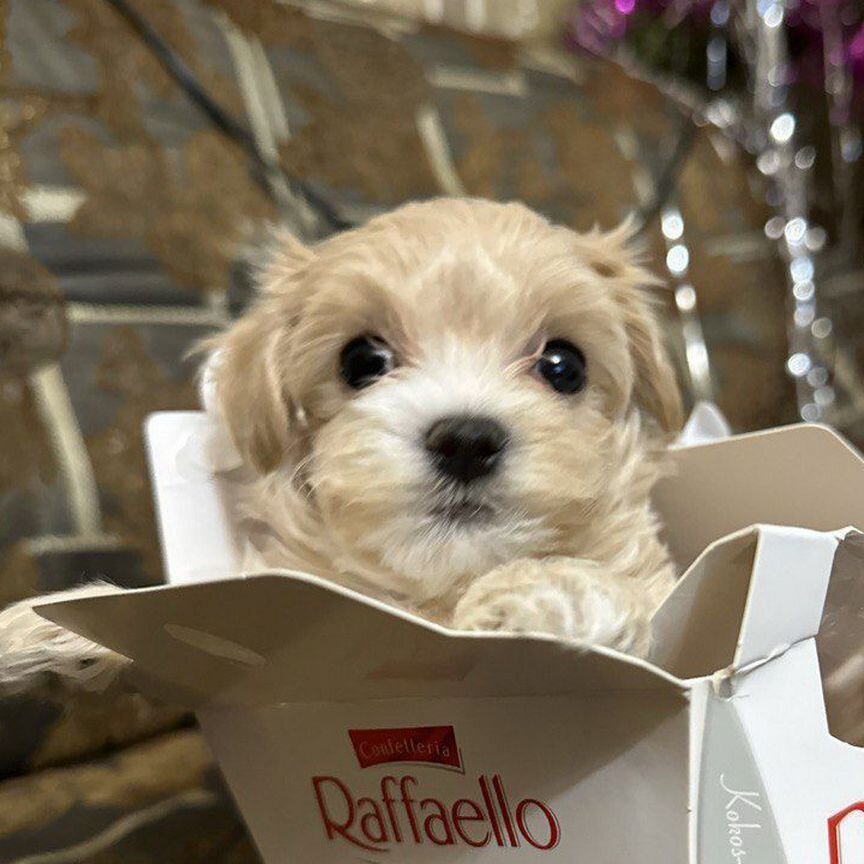 Щенки мальтипу мини