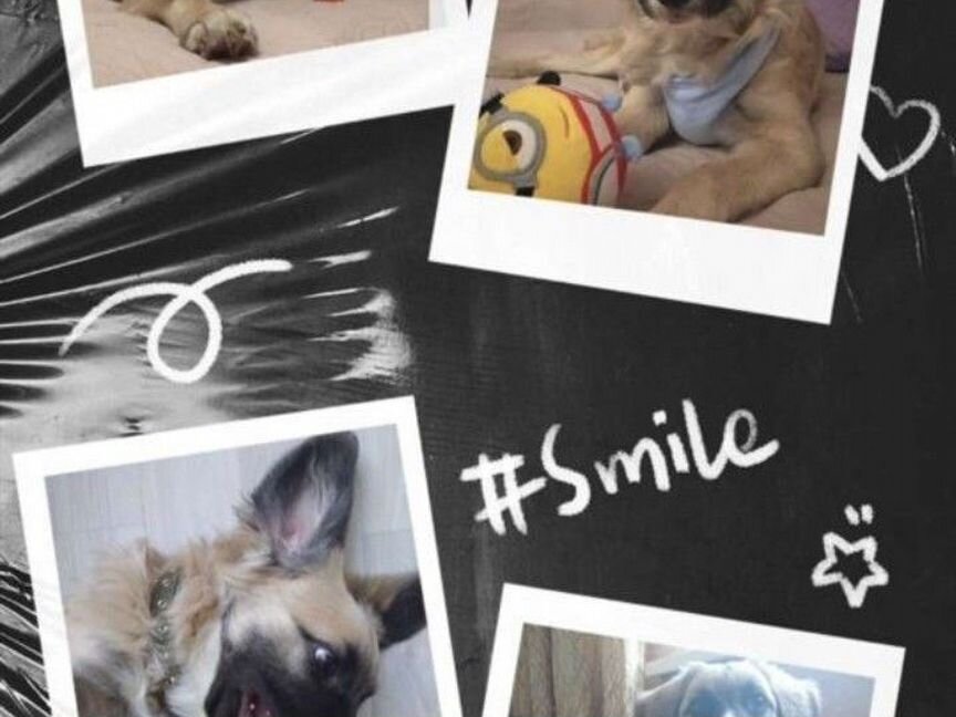 Собака в дом, Надежный друг