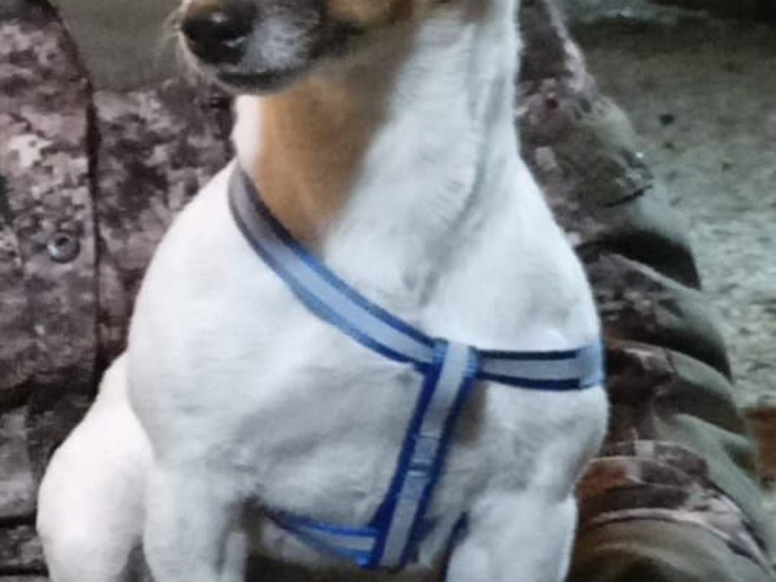 Маленькая собака