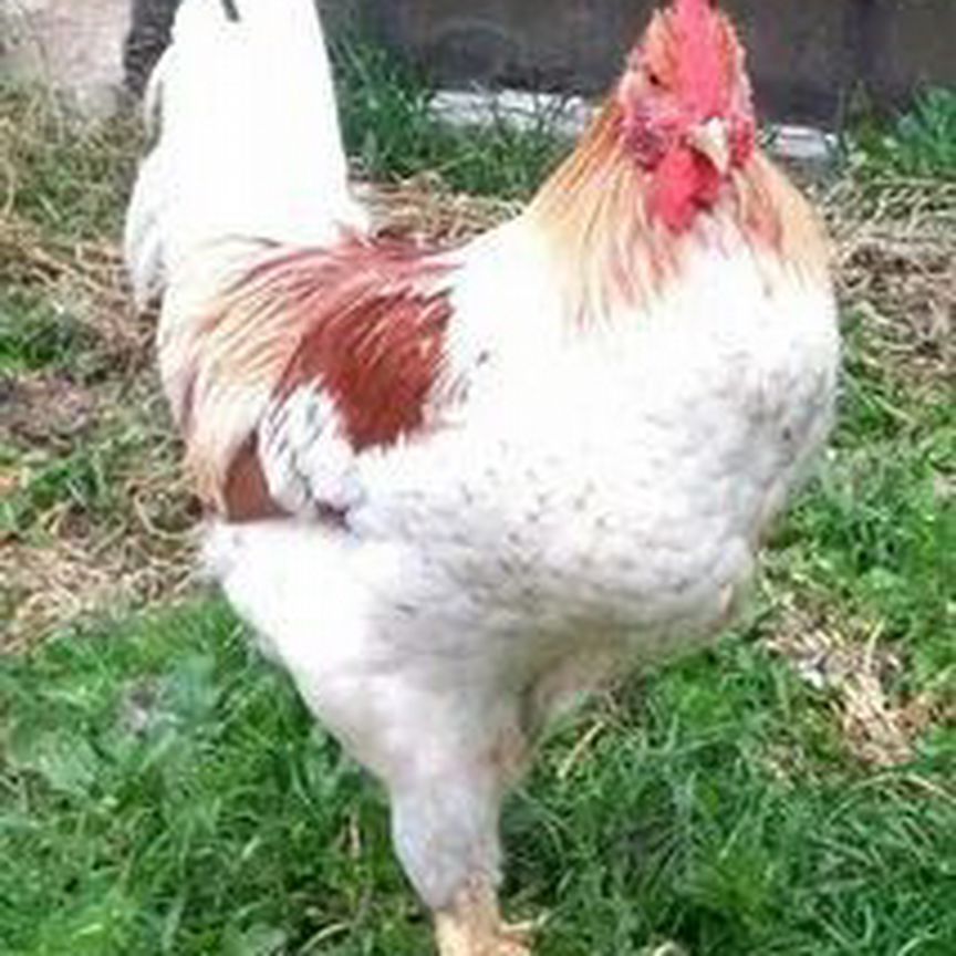Продажа питухи