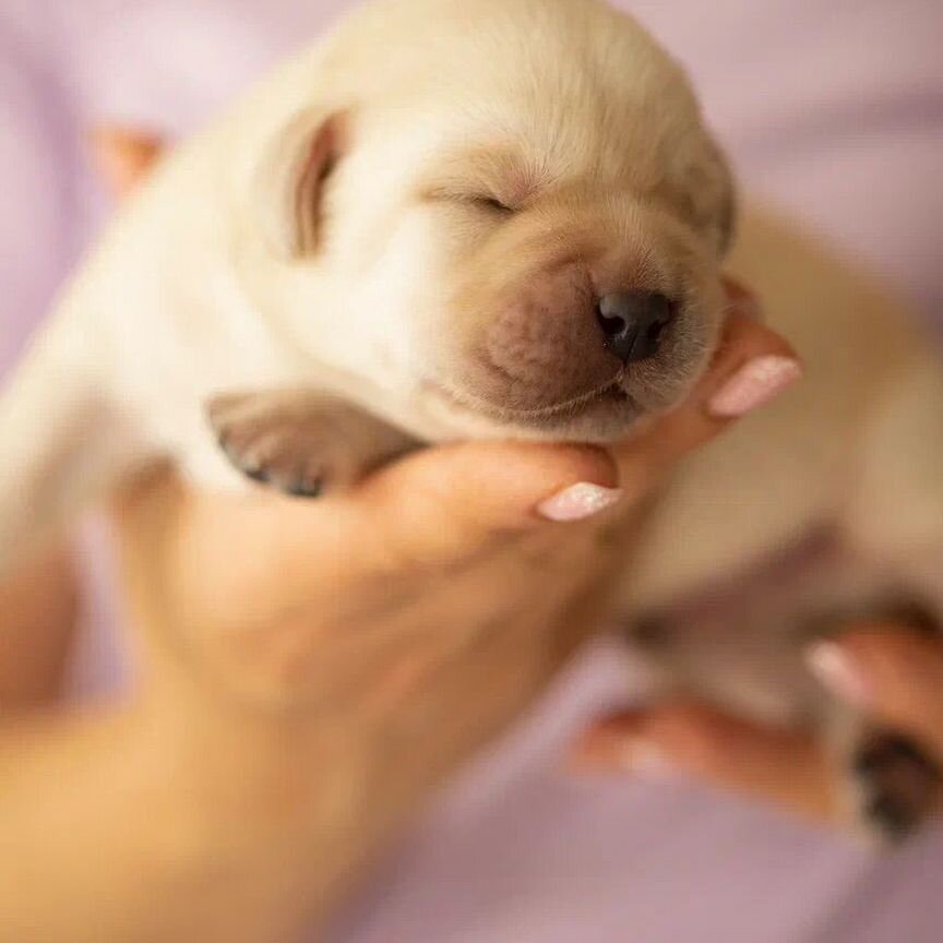 Щенки лабрадора