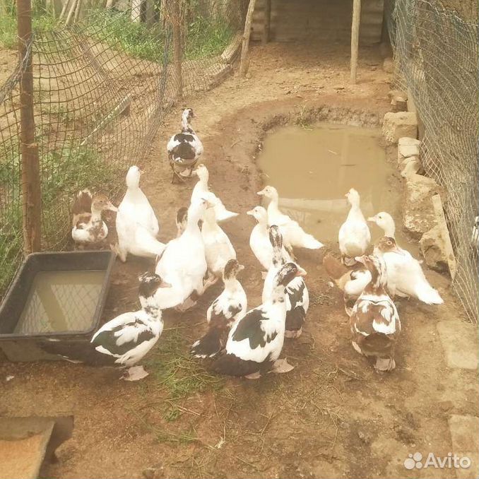 Индоутки (шиптуны)