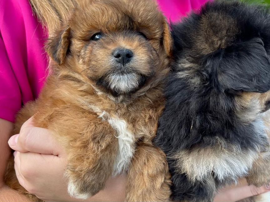 Мальтипу+шпиц