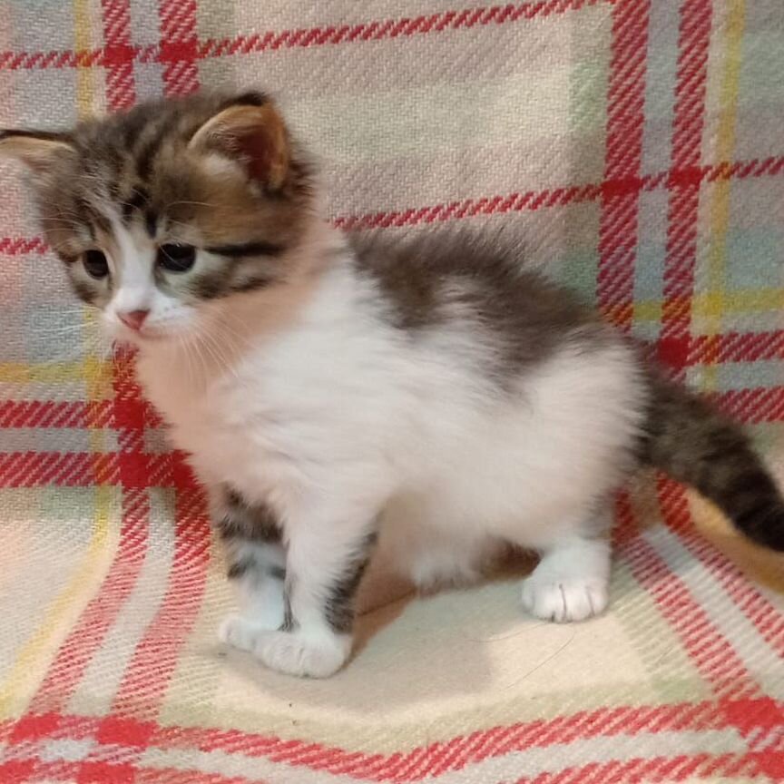 Сибирский котёнок девочка