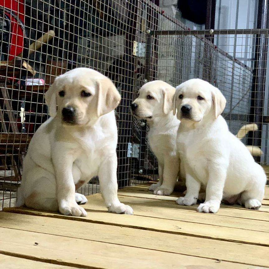 Щенки лабрадора
