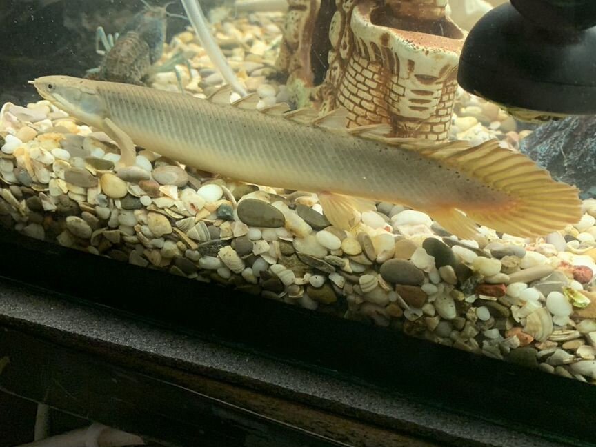 Аквариумные рыбки