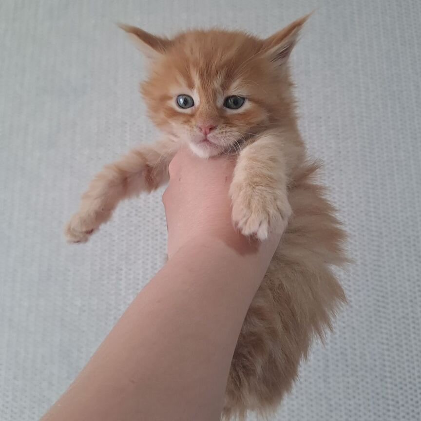 Мейн-кун котёнок