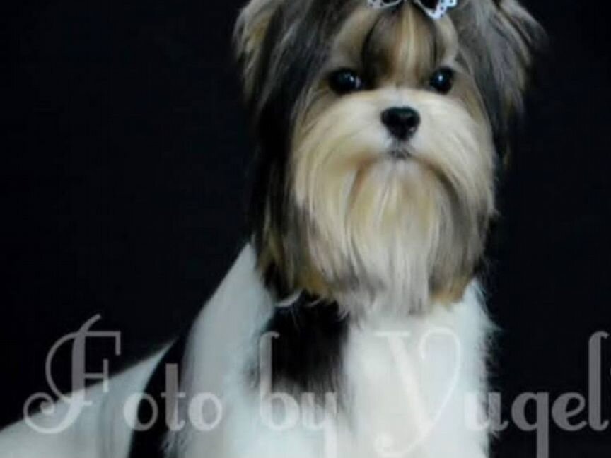 Бивер мальчик подрощенный