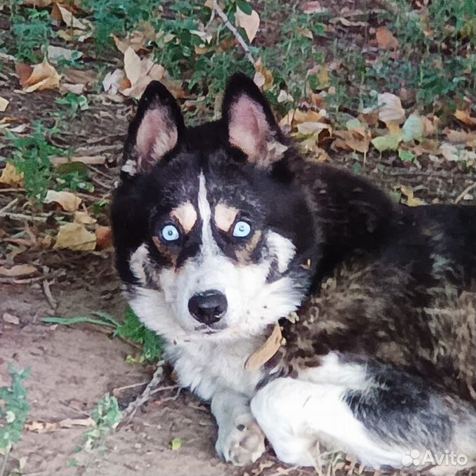 Сибирский хаски в семью