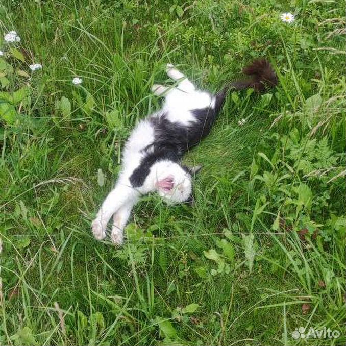 Нежный черно-белый кот ищет дом