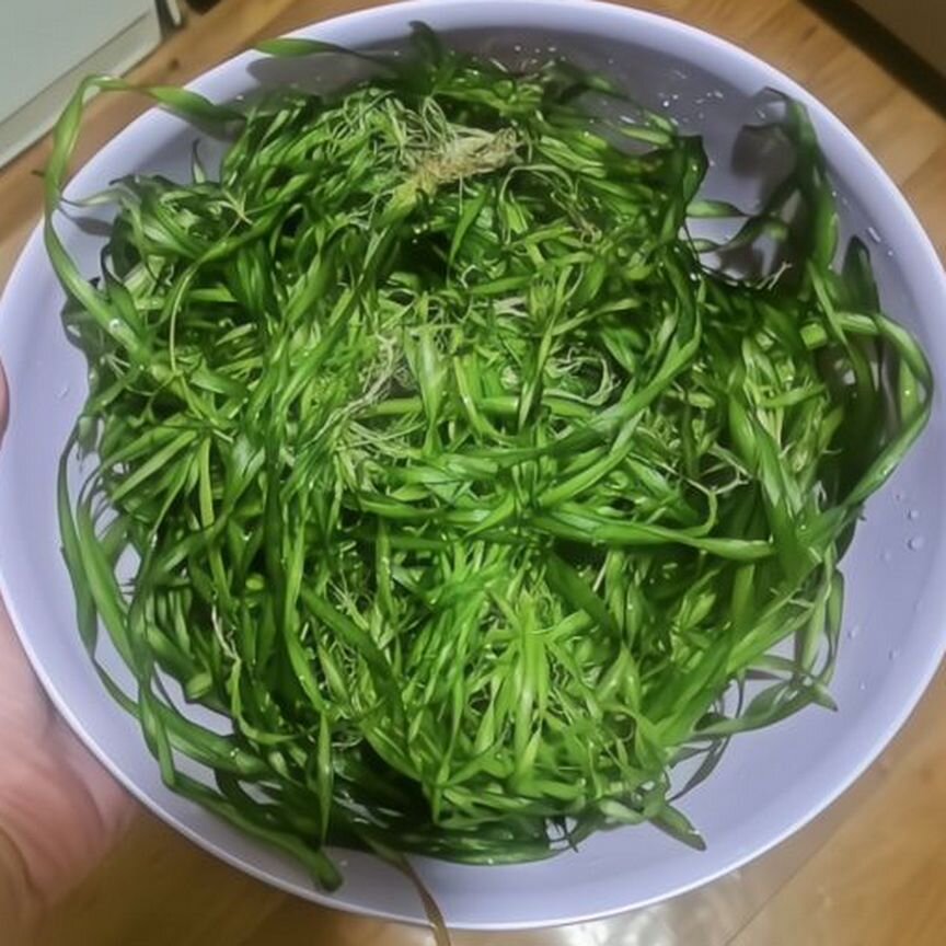 Валиснерия спиральная