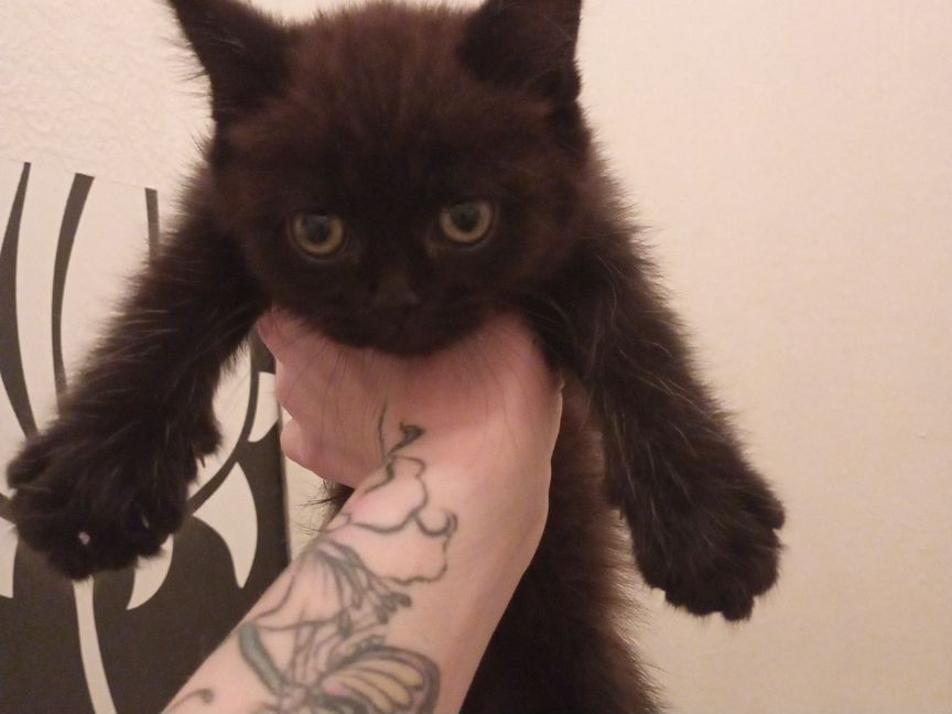 Котёнок британец мальчик в дар