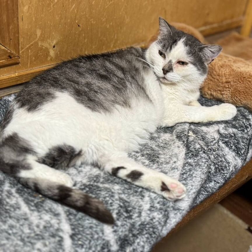 Взрослая, Девочка кошка в добрые руки