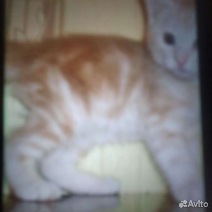 Курильский бобтейл