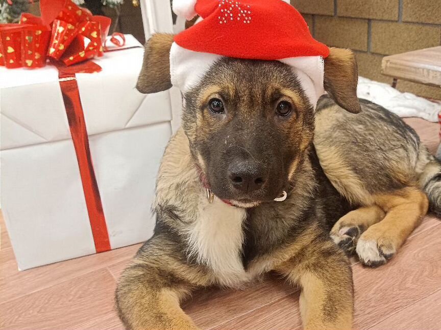 Щеночки Новогодние подарочки в добрые руки