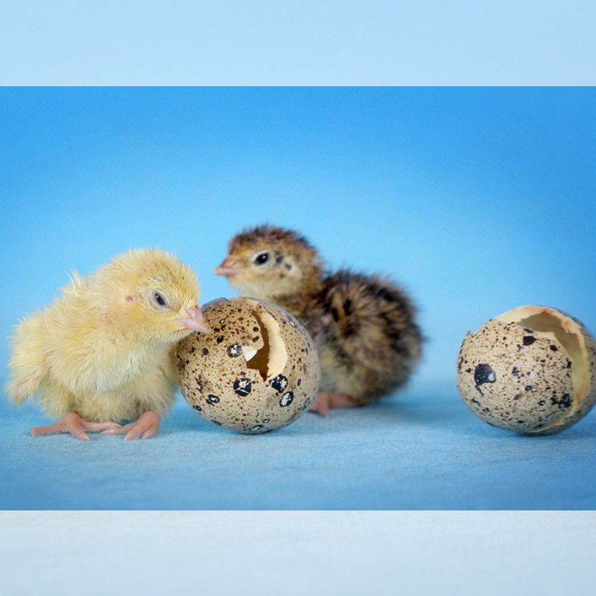 Цыплята перепела