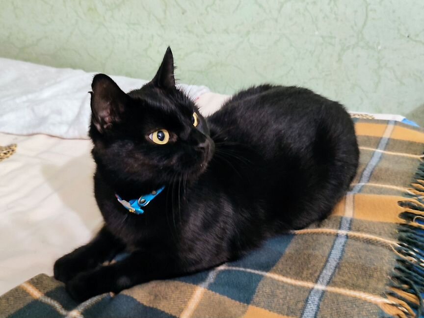 Чёрный стерил Люцифер