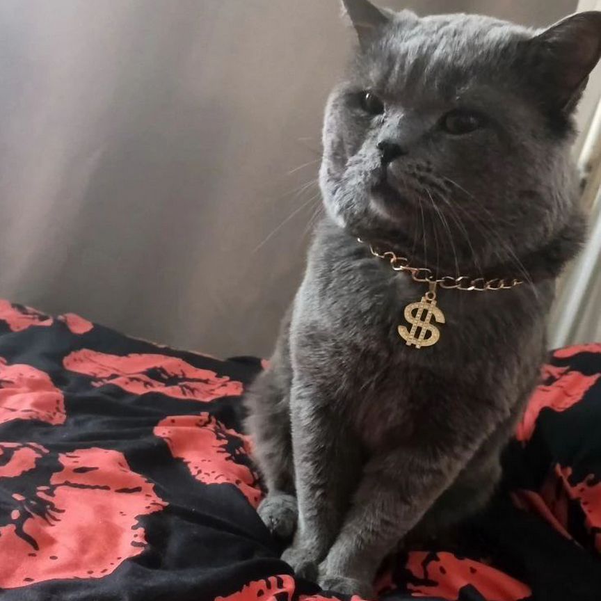 Британский короткошёрстный кот, вязка