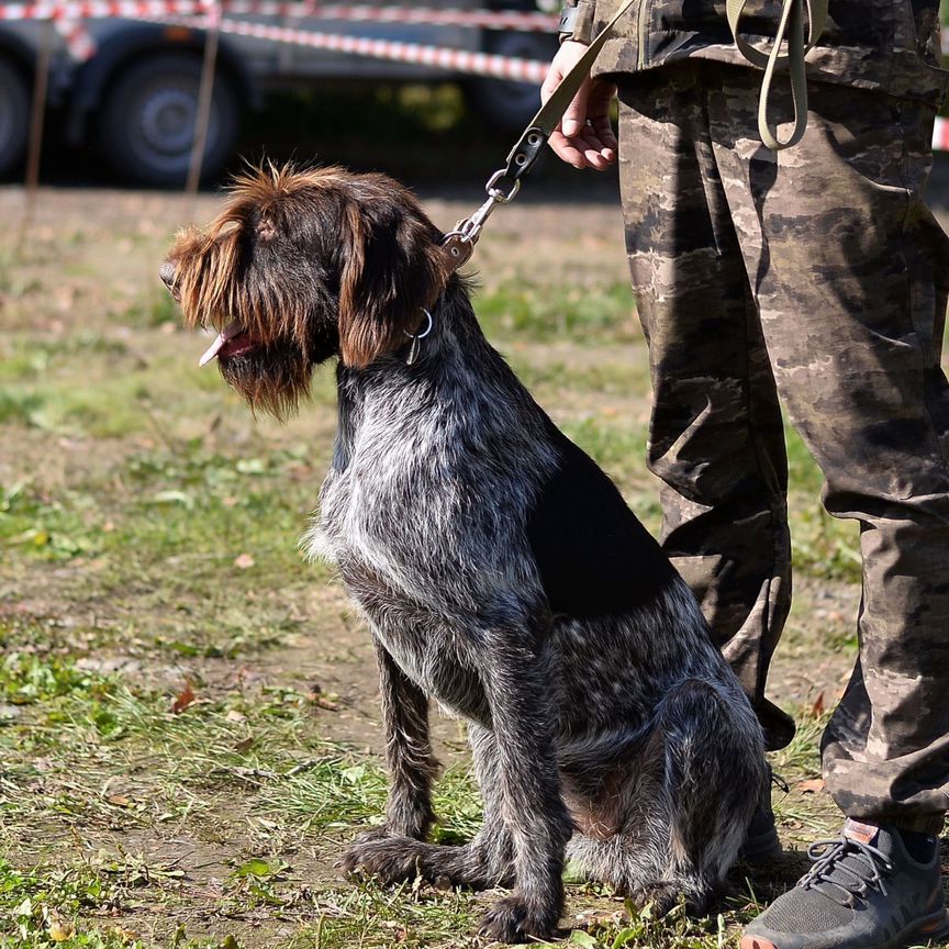 Дратхаар, взрослая собака