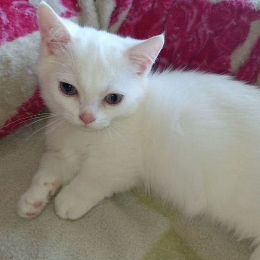 Манчкин котёнок